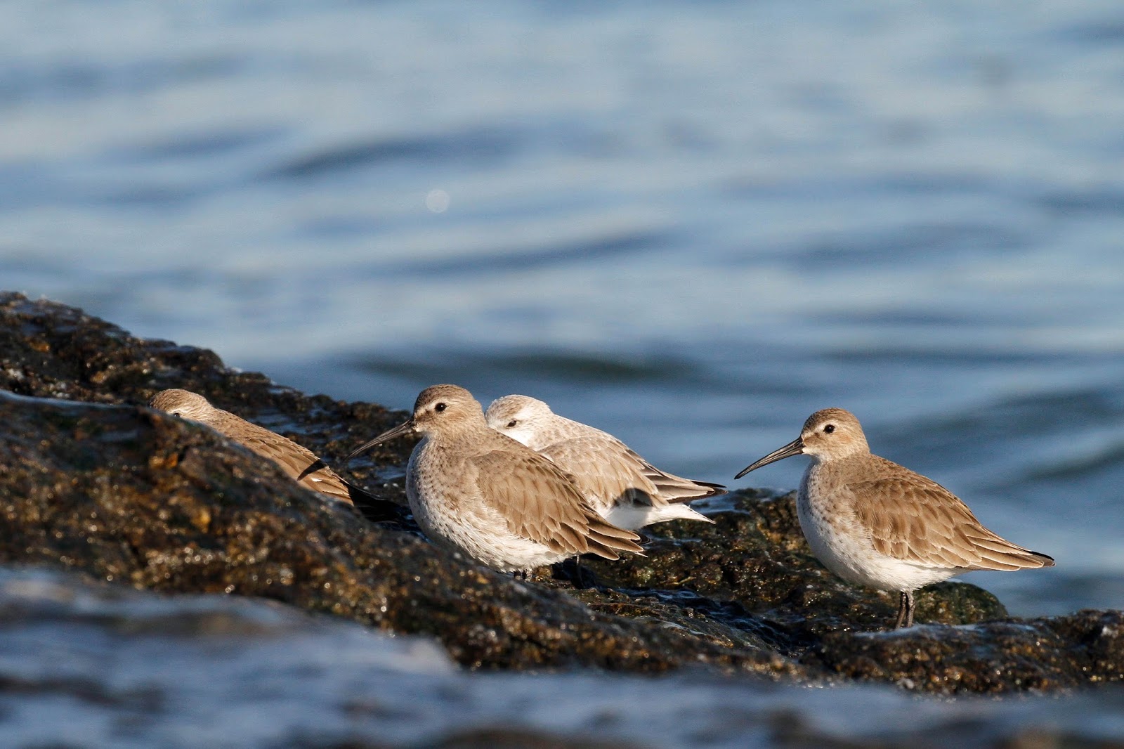 Philly Bird Nerd : Am I Really a Leader?