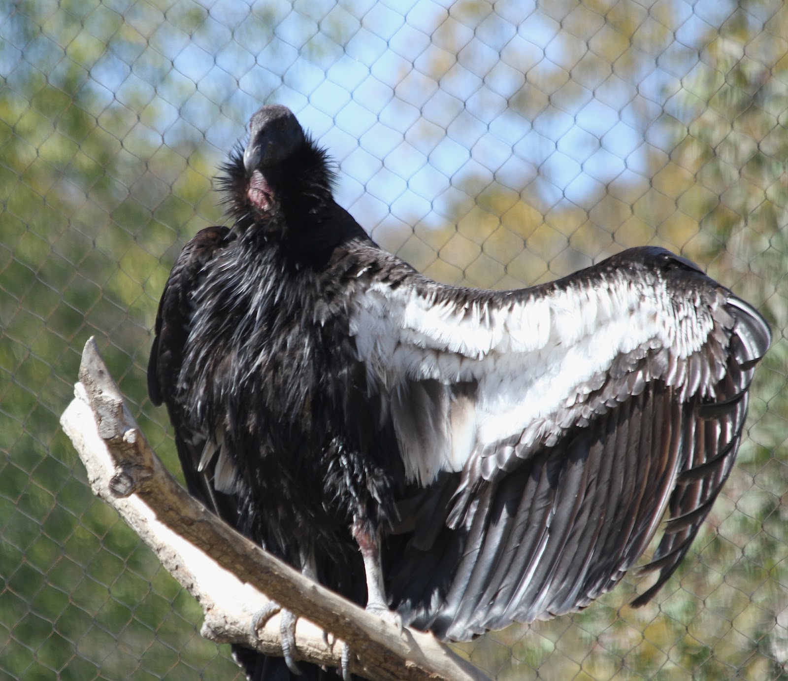 Feathers and Figments: Flight of the Condor