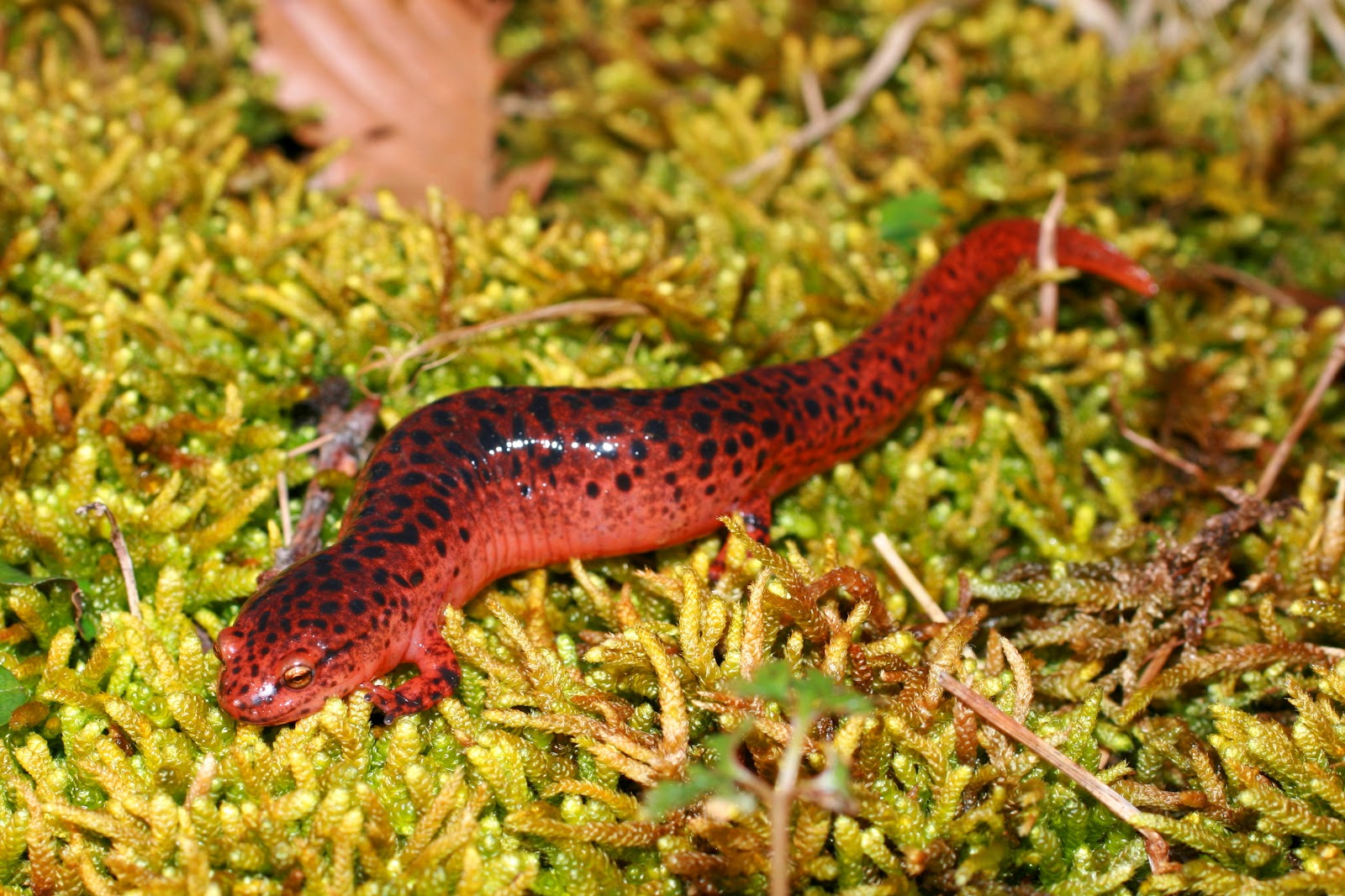 The Good, the Bad, & the Outdoors: Creature Feature: Northern Red ...