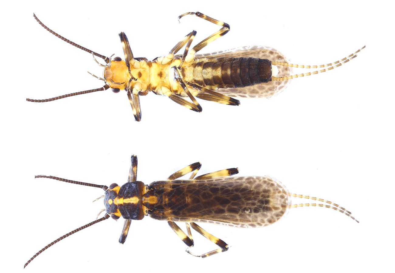 Species New to Science: [Entomology • 2020] Sinoperlodes zhouchangfai ...