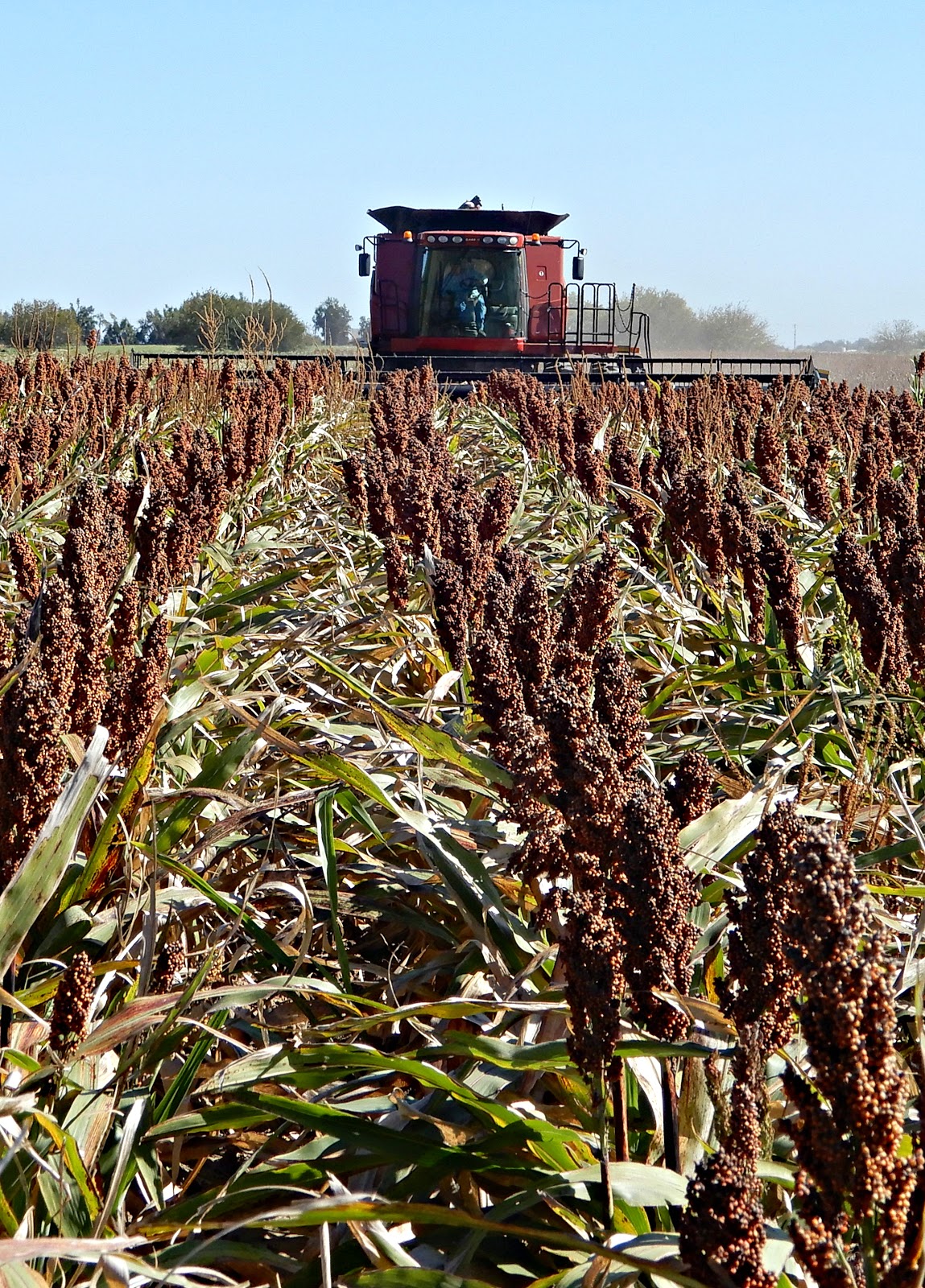 Kim's County Line: Sunrise and Sunset on a Milo Crop