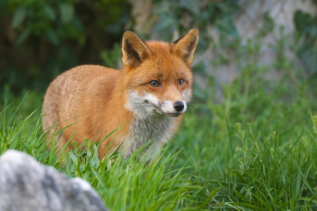 Bowler's Blog: Foxes part 1