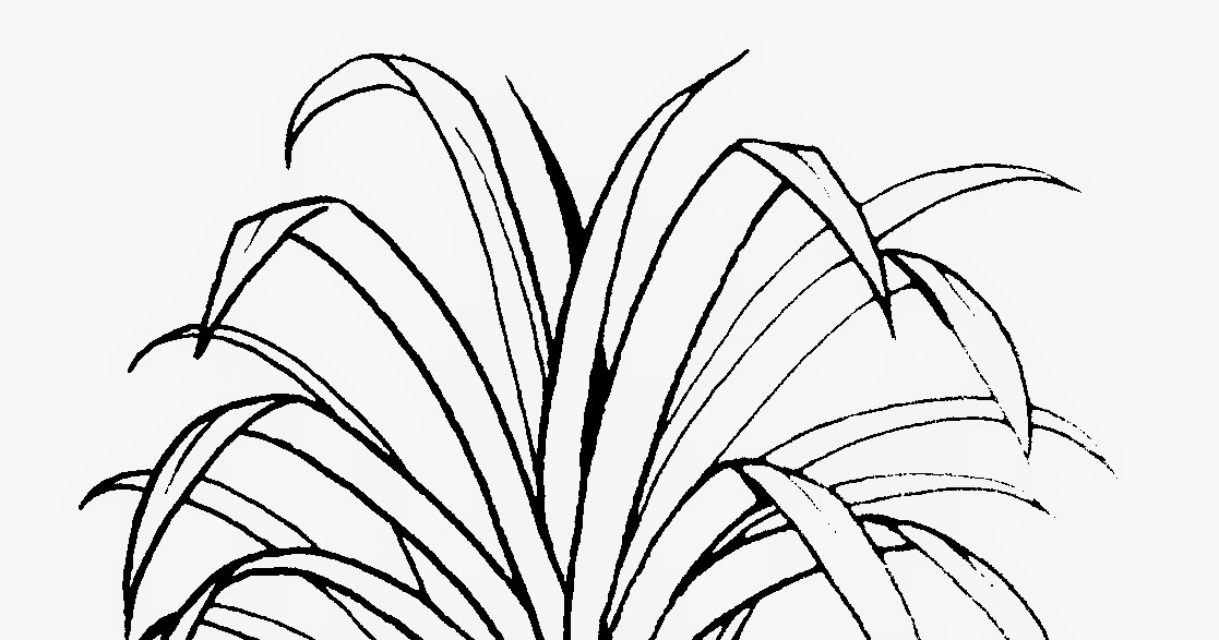 gambar pokok serai hitam putih - MilestaroNolan