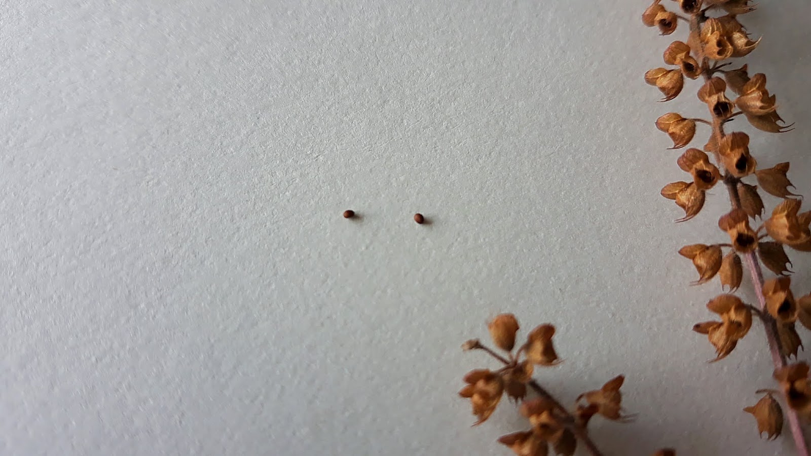 Beginner Gardening: How to plant Basil/Tulsi from seeds