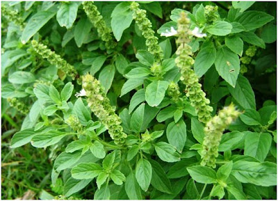Herbal plants of Sri Lanka: Madurutala(Ocimum sanctum, Hortonia ...