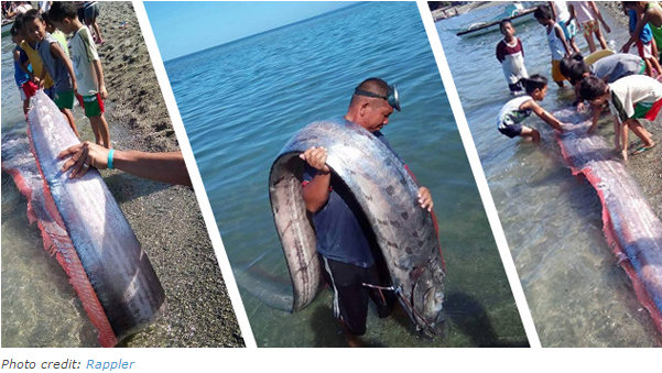 Marinduque Rising: After sightings of unusual sea creatures elsewhere ...