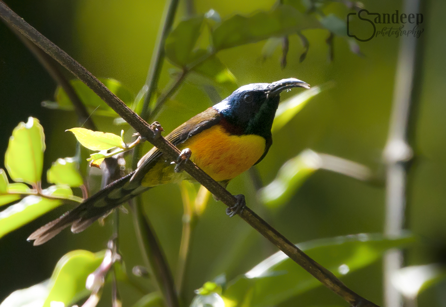 SHARING OPINION: BIRDS OF ARITAR & SIKKIM