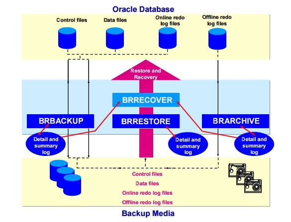 SAP BASIS TRAINING GUIDENCE: White Paper: Oracle Database Administration