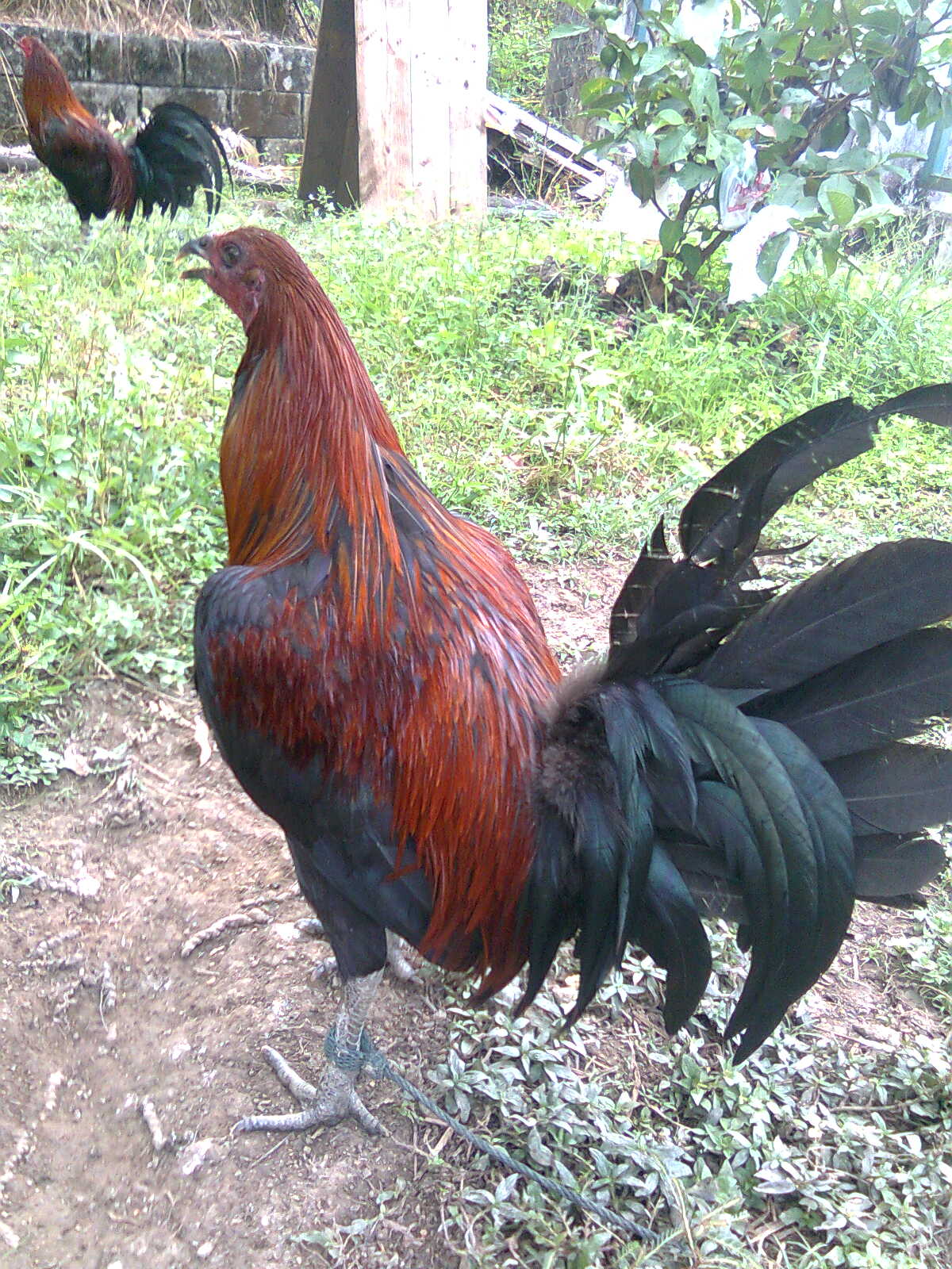 Sarawak Gamefowl Farm: July 2011, Battlefowl For Sale