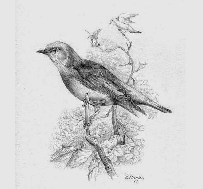 25 Best Bird Drawings For Your Inspiration!