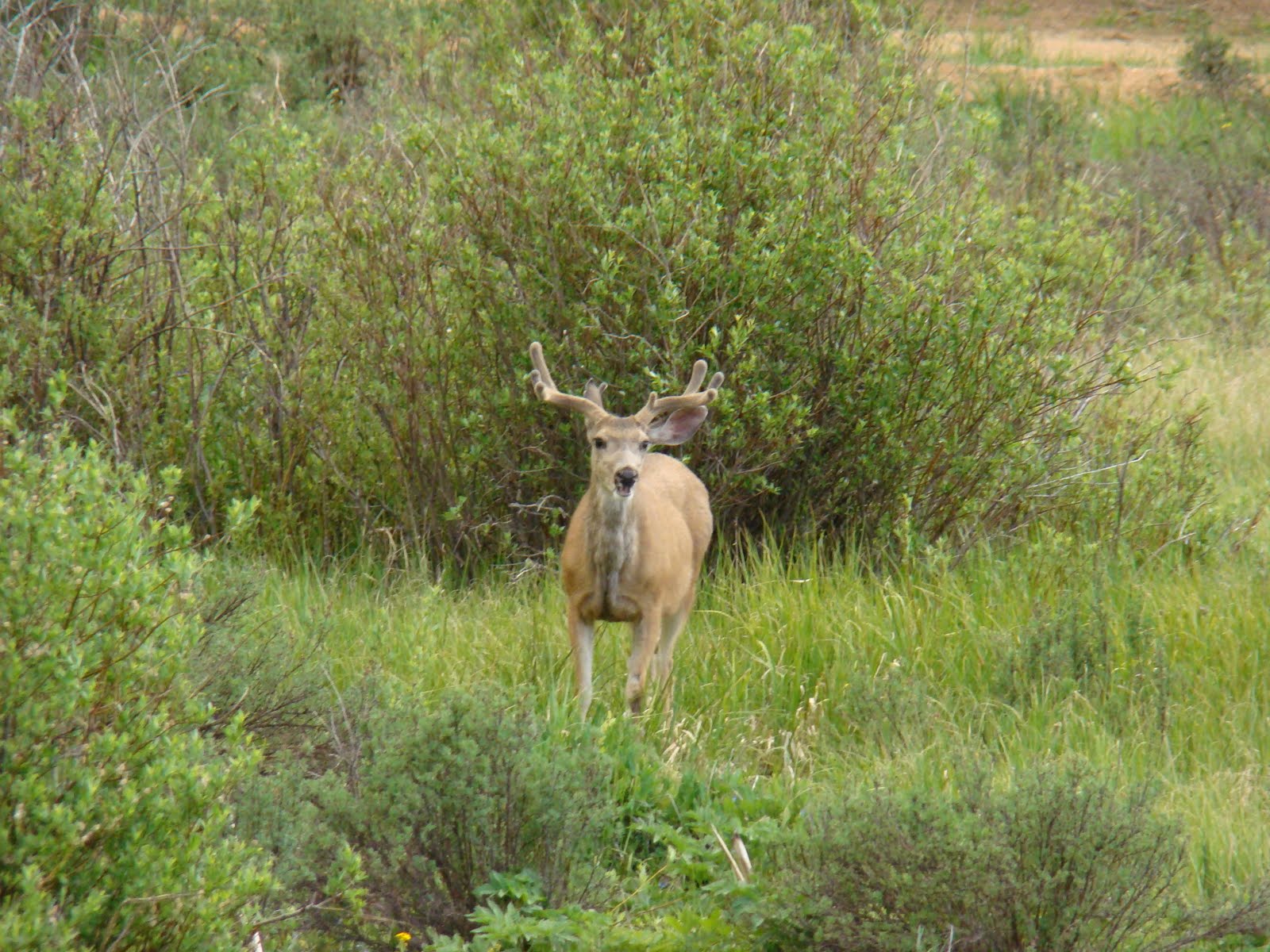 Travel with Us: Deer and Foxes! Oh My!!!