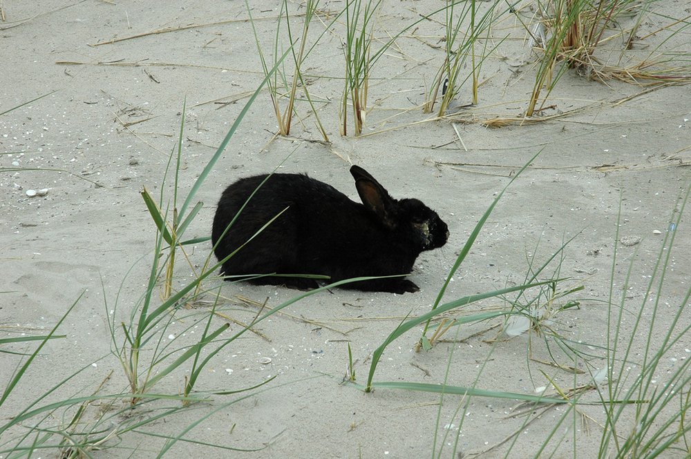 15 Fascinating melanistic animals (15 pics) | Amazing Creatures