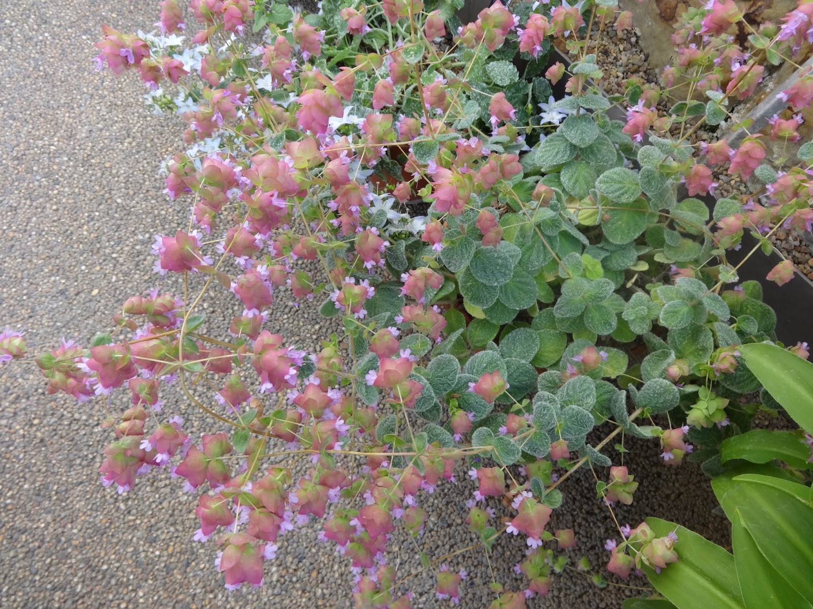 Zioła z Odległych Krain: Dittany of Crete, Origanum dictamnus ...