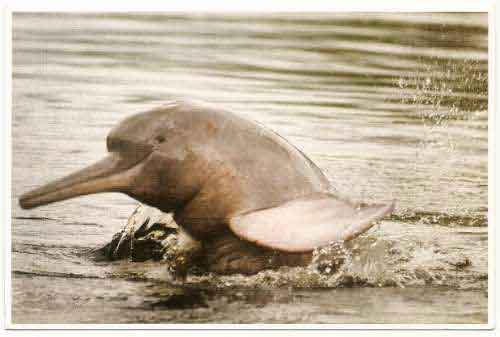 Planeta Animal: Boto Cachimboº
