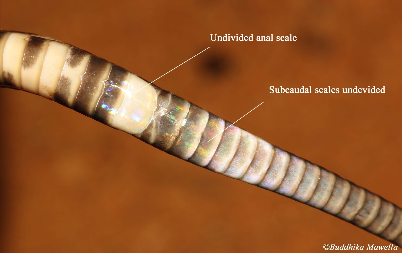 Lanka Nature Summary: Sri Lankan krait (Bungarus ceylonicus)