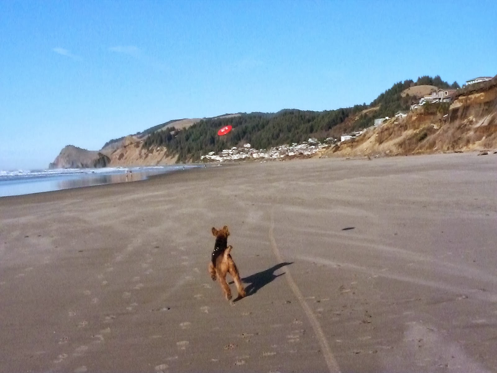 Gardening with Wyatt: January Beach Fun!
