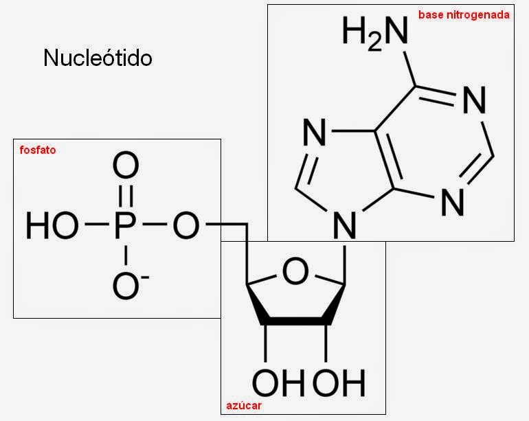 BIOLOGIA 2º - Alfredo Saiz Velarde: ESTRUCTURA Y FUNCIONES: ÁCIDOS ...