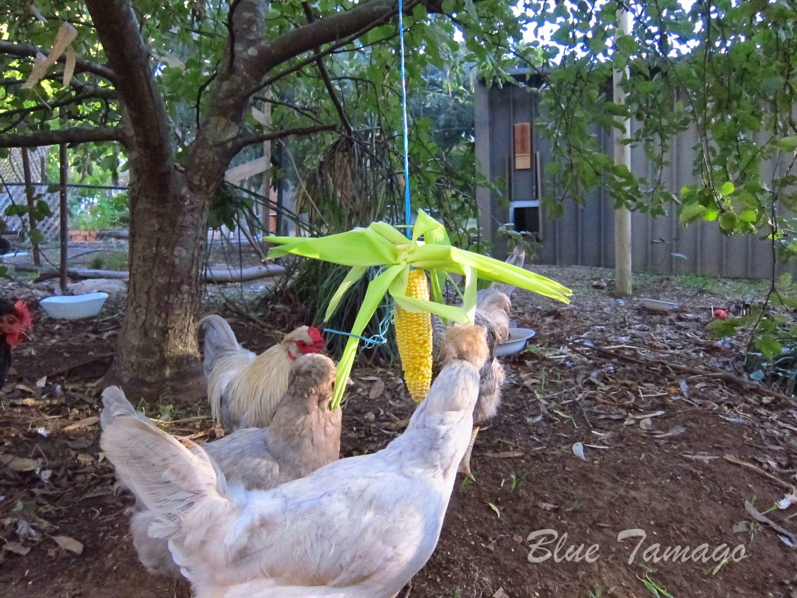 Chicken Entertainment