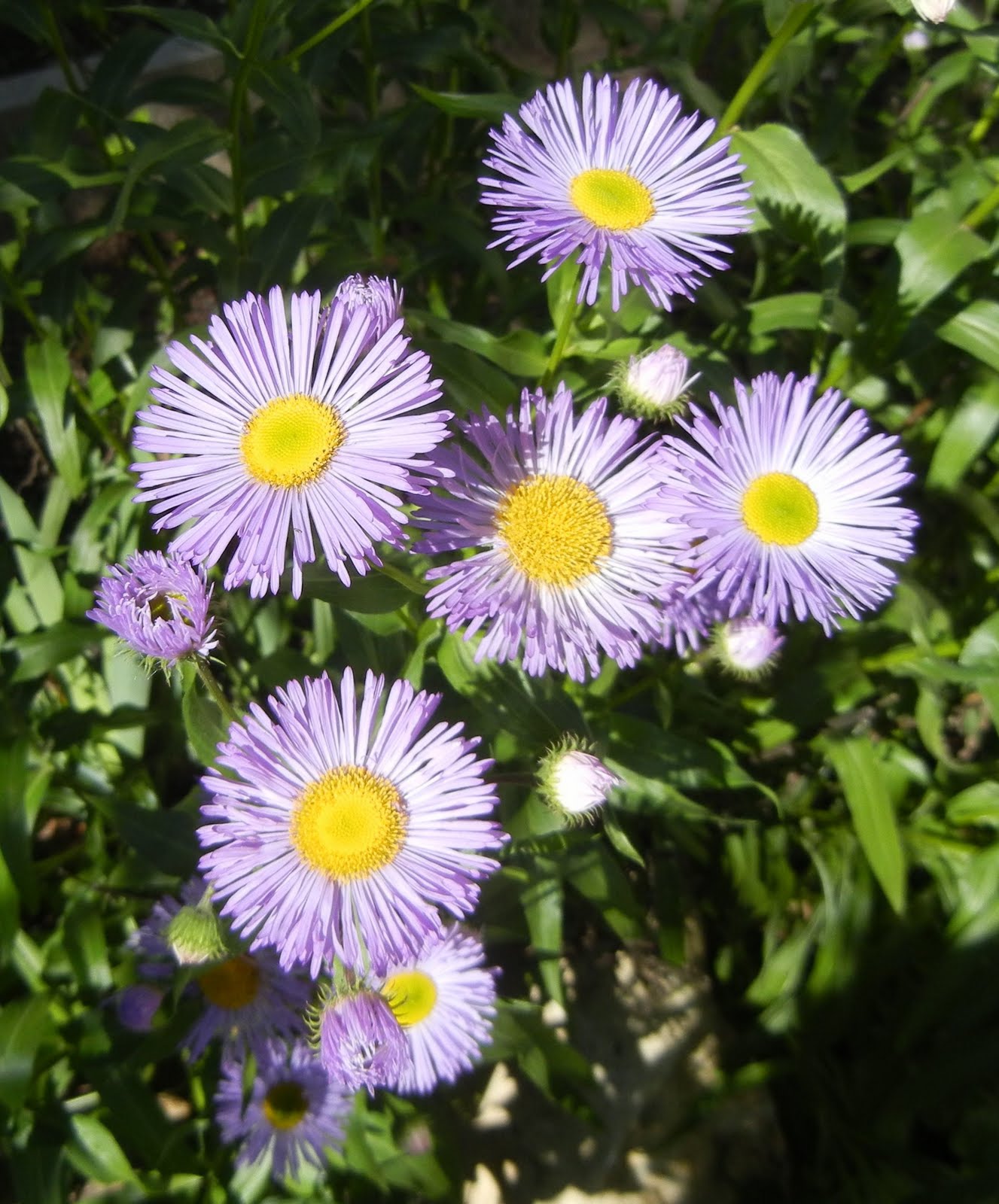Gardening with Jess: Flowers and beets
