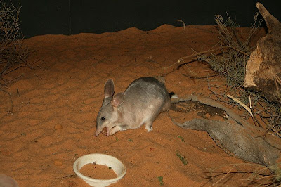The Jungle Store: The Greater Bilby