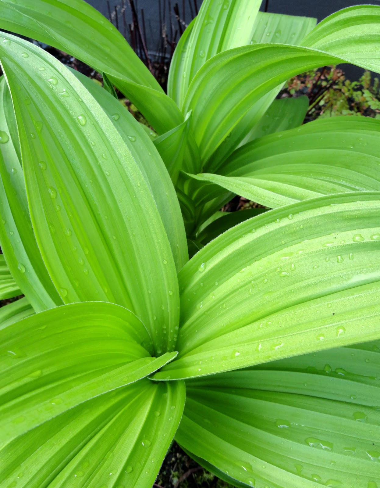 danger garden: Veratrum californicum is my favorite plant in the garden ...