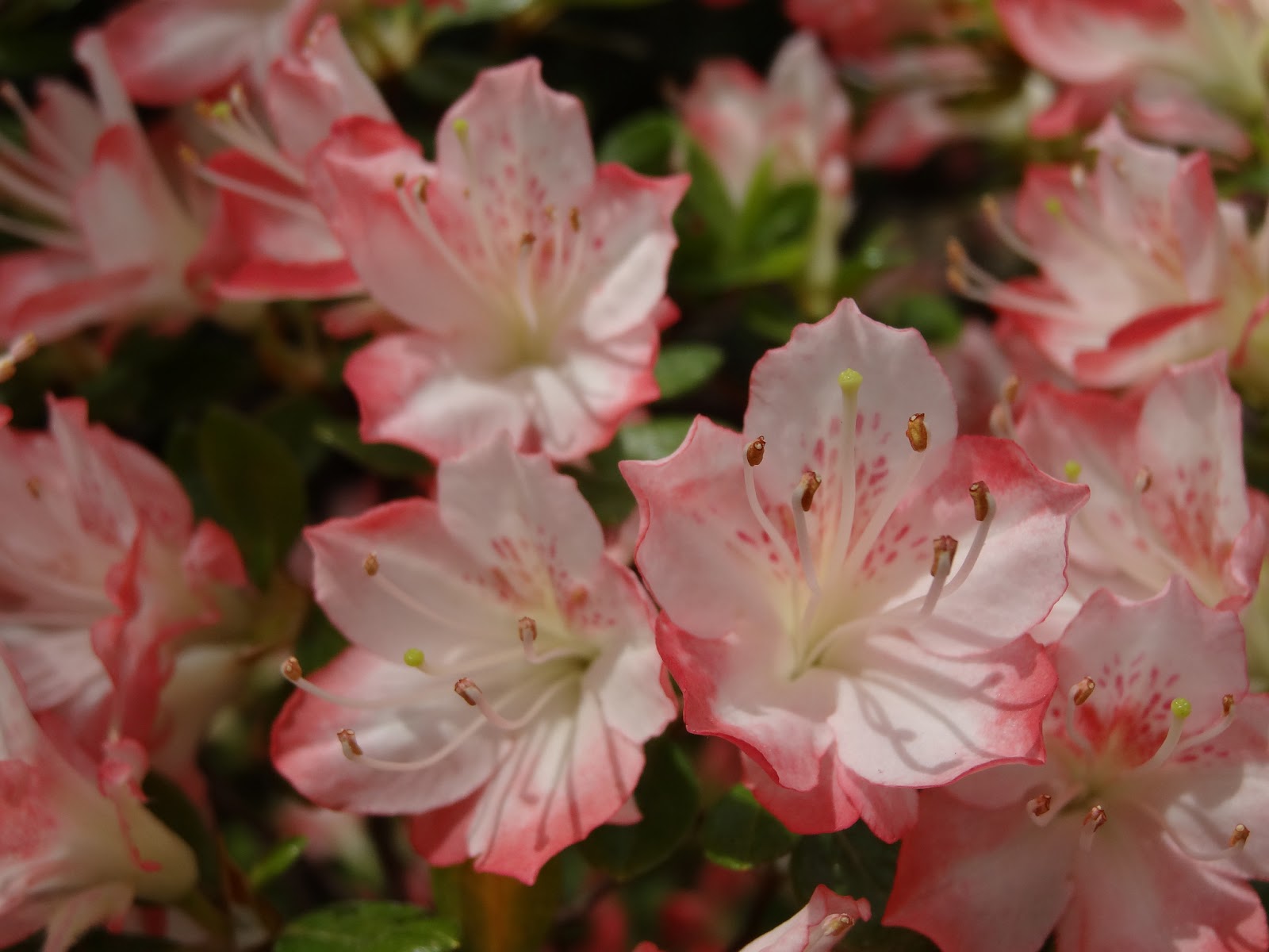 Love, Joy and Peas: Beautiful Azalea Close Up Photos