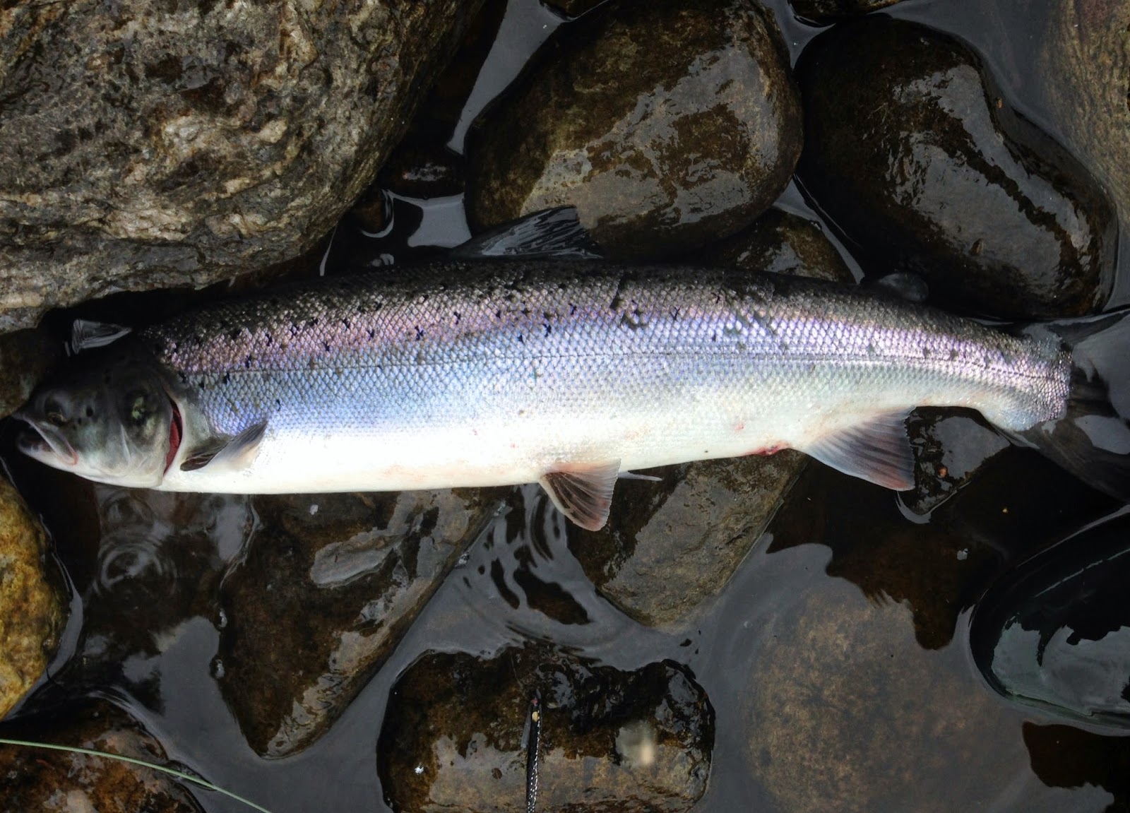 Newtyle Salmon Fishings: 4lb Grilse