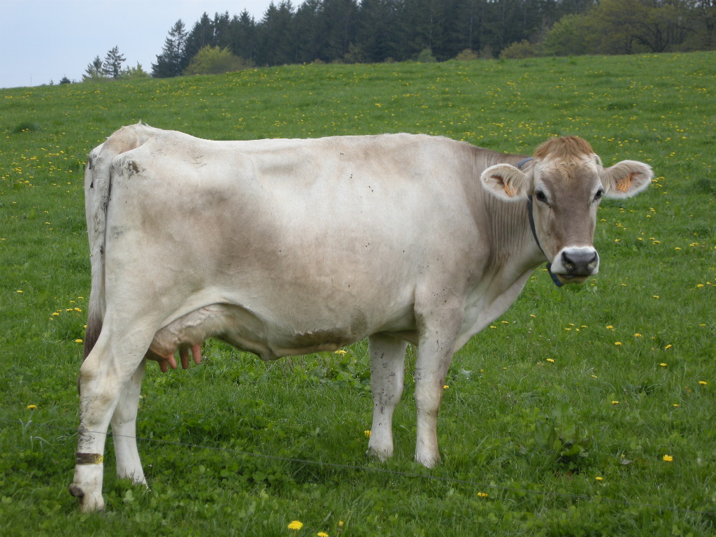 Vachement belles: Brunes