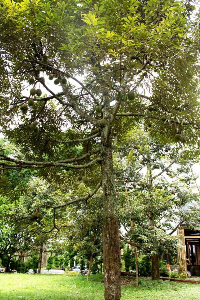 Make It Davao: Partoza Durian Farms