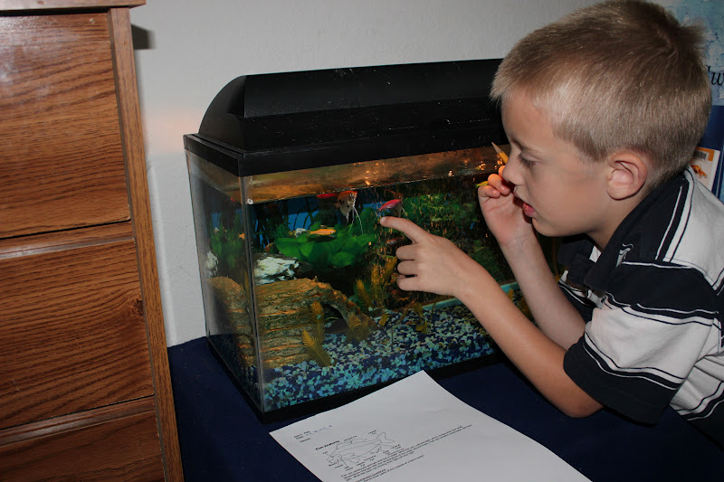 Learning With My Boys: Oceans Day 2 -Fish