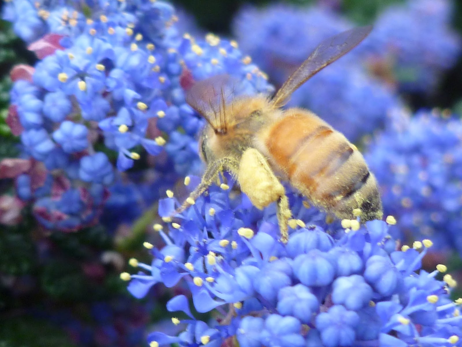 Queen Anne Bees: Bee Plants