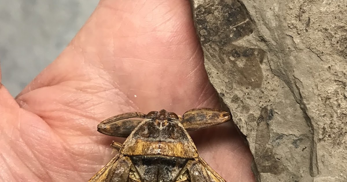 Species New to Science: [PaleoEntomology • 2020] Morrisonnepa jurassica ...