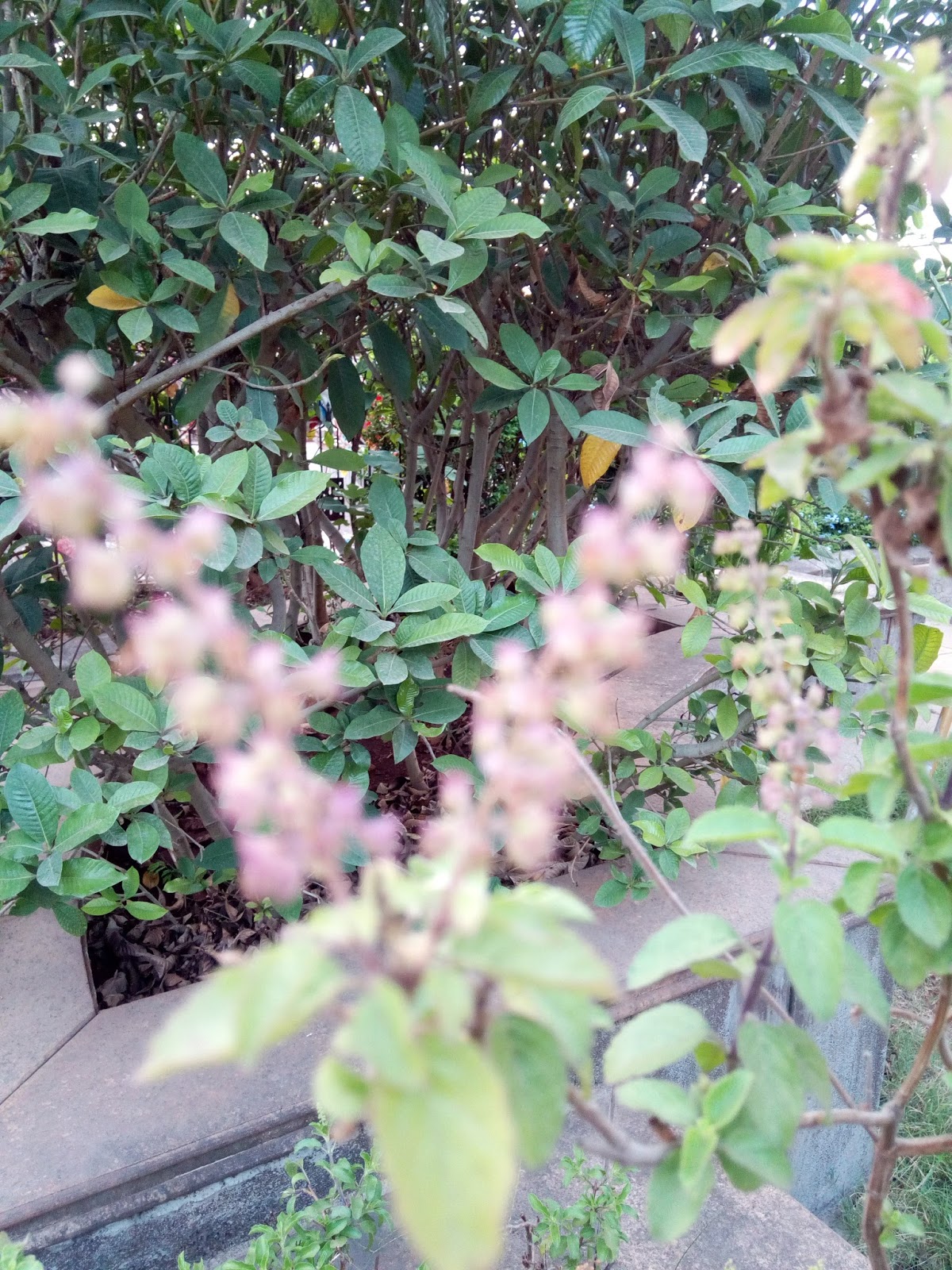 Garden Care Simplified: How to grow Tulsi Holy Basil Plants Simple ...