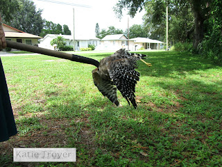 Pinecraft-Sarasota: One Less Hawk