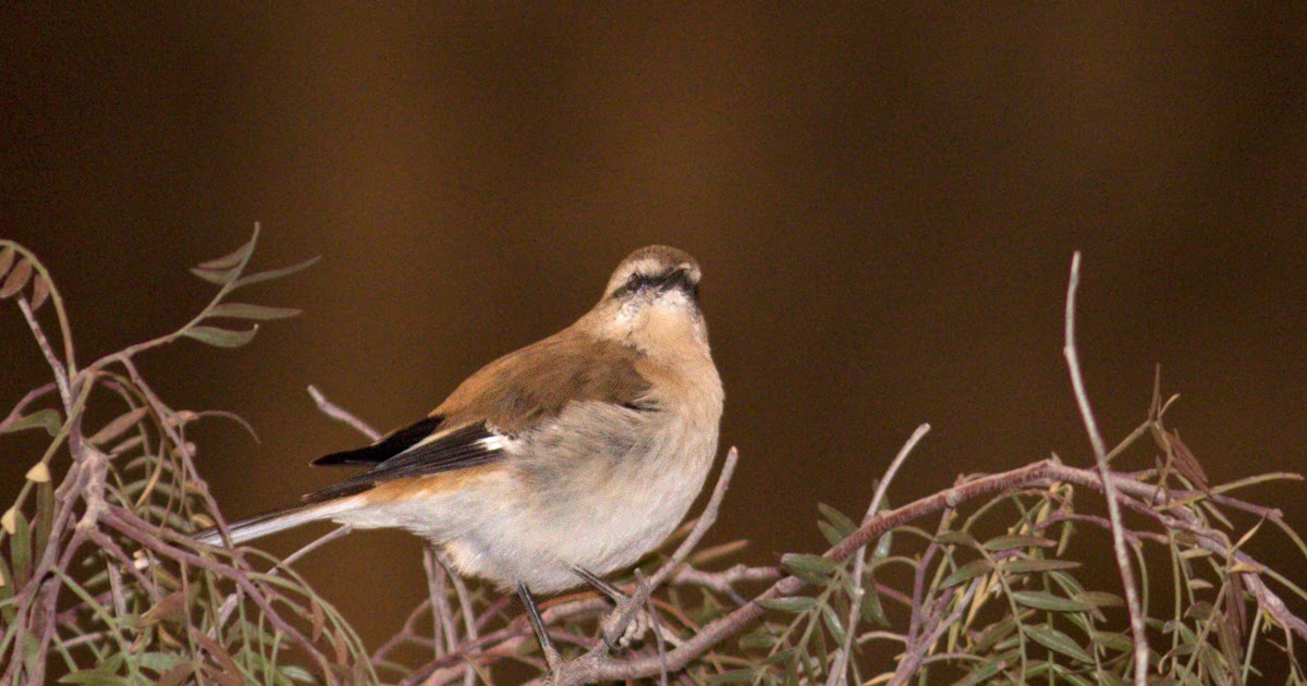 mis fotos de aves: Mimus dorsalis Calandria Castaña Brown-backed ...