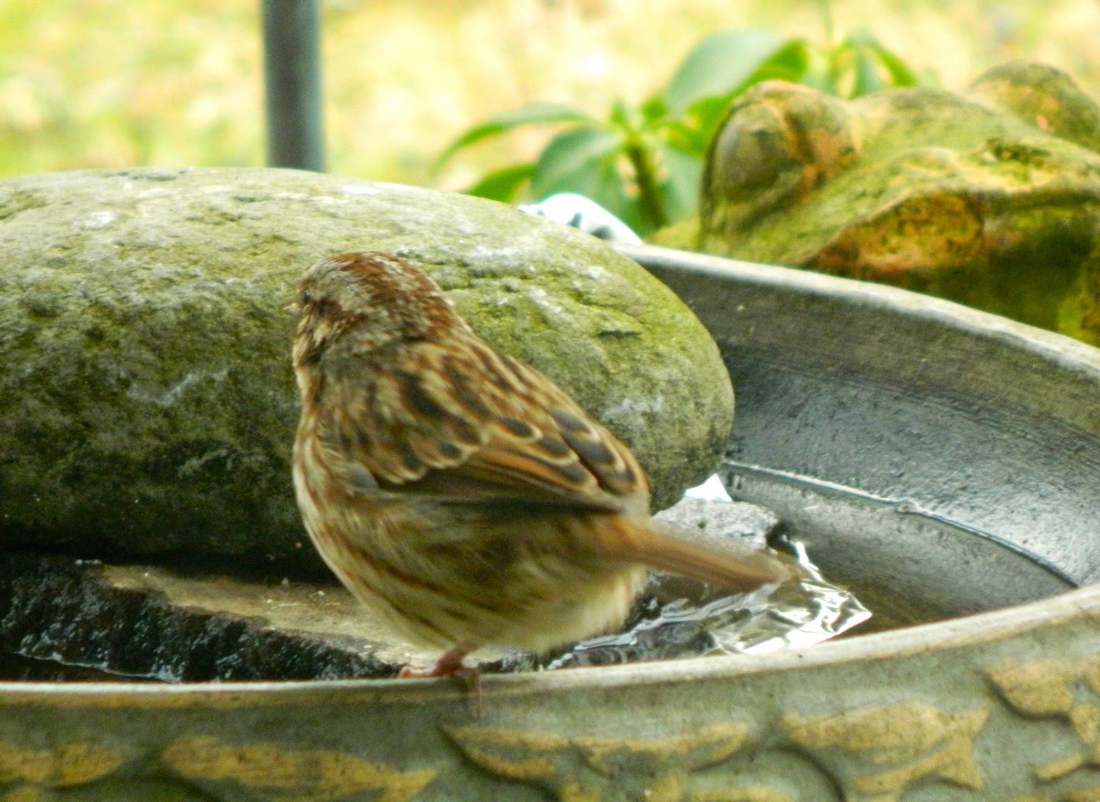 Pam's English Cottage Garden: One-legged Sparrow