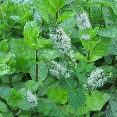 Benefits of Peppermint - Home Remedies | Natural Cure | Ayurveda