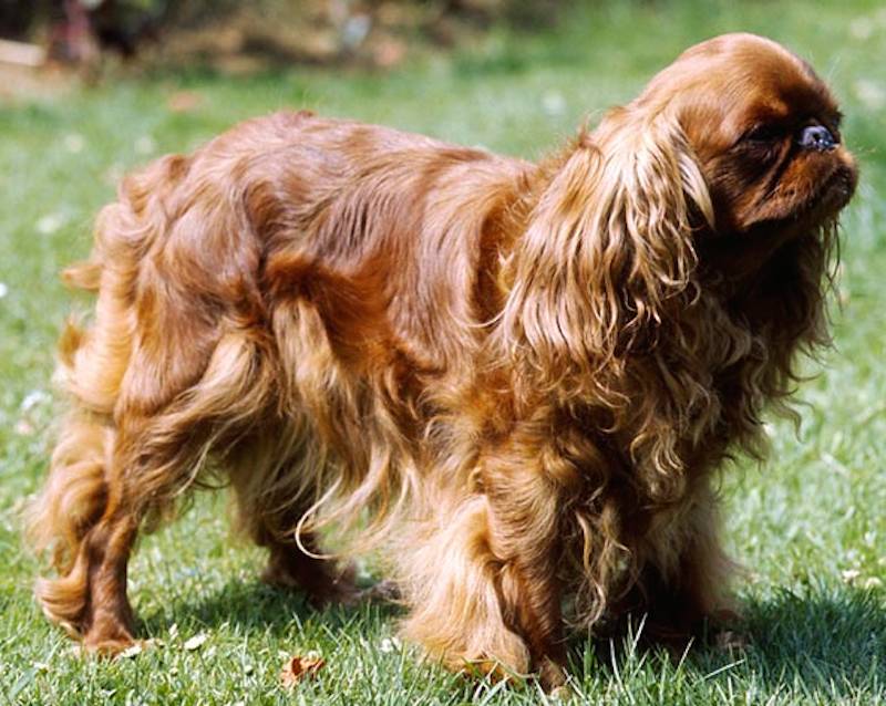 dog side stories: English Toy Spaniel / King Charles Spaniel ( Κινγκ ...