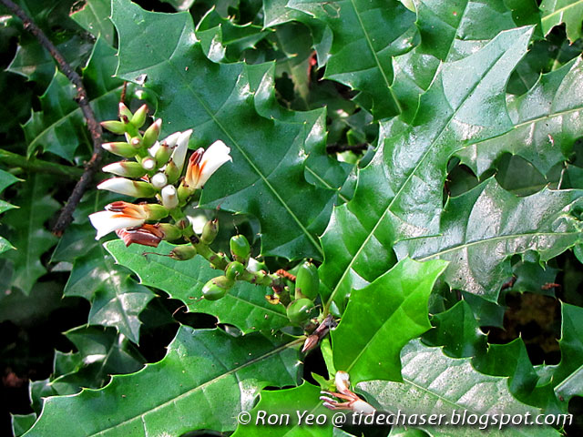 tHE tiDE cHAsER: Sea Holly (Acanthus spp.)