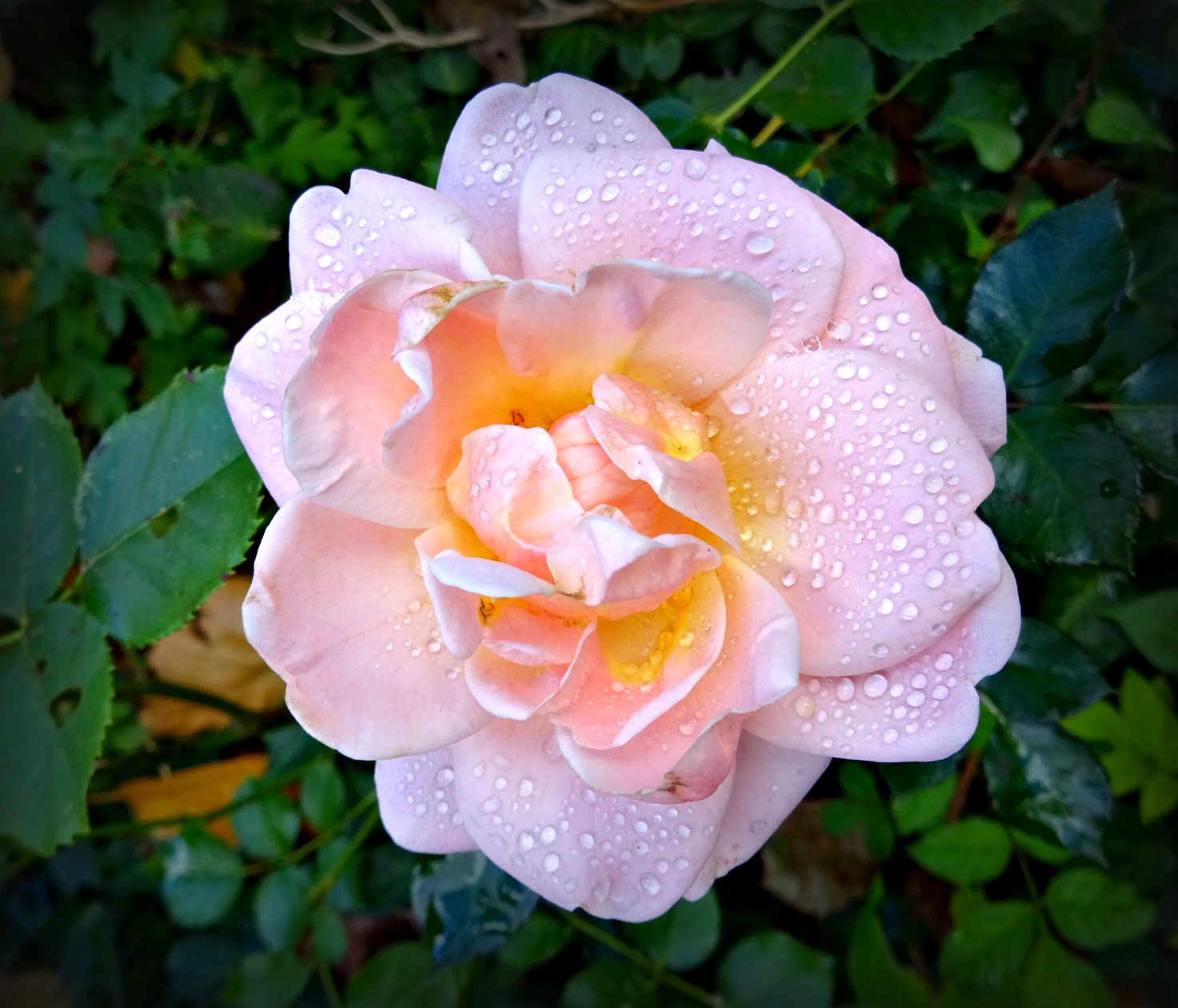 Een roos is een roos is een roos