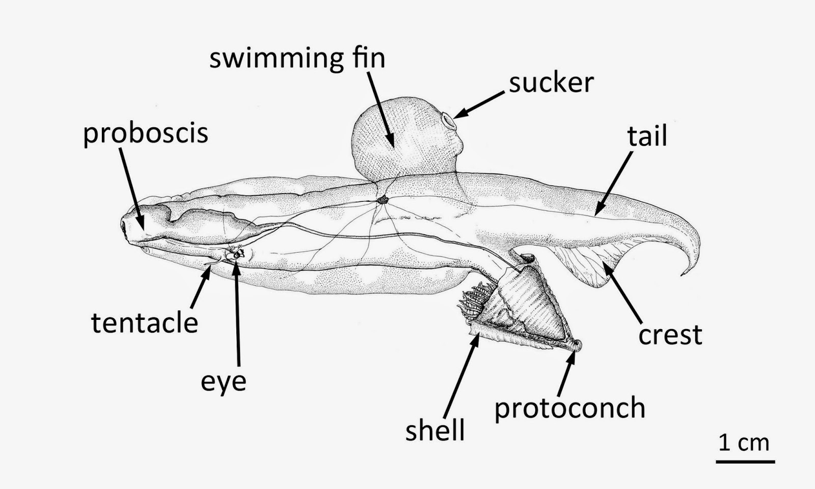 The Natural History of Bodega Head: Carinaria -- Part 2