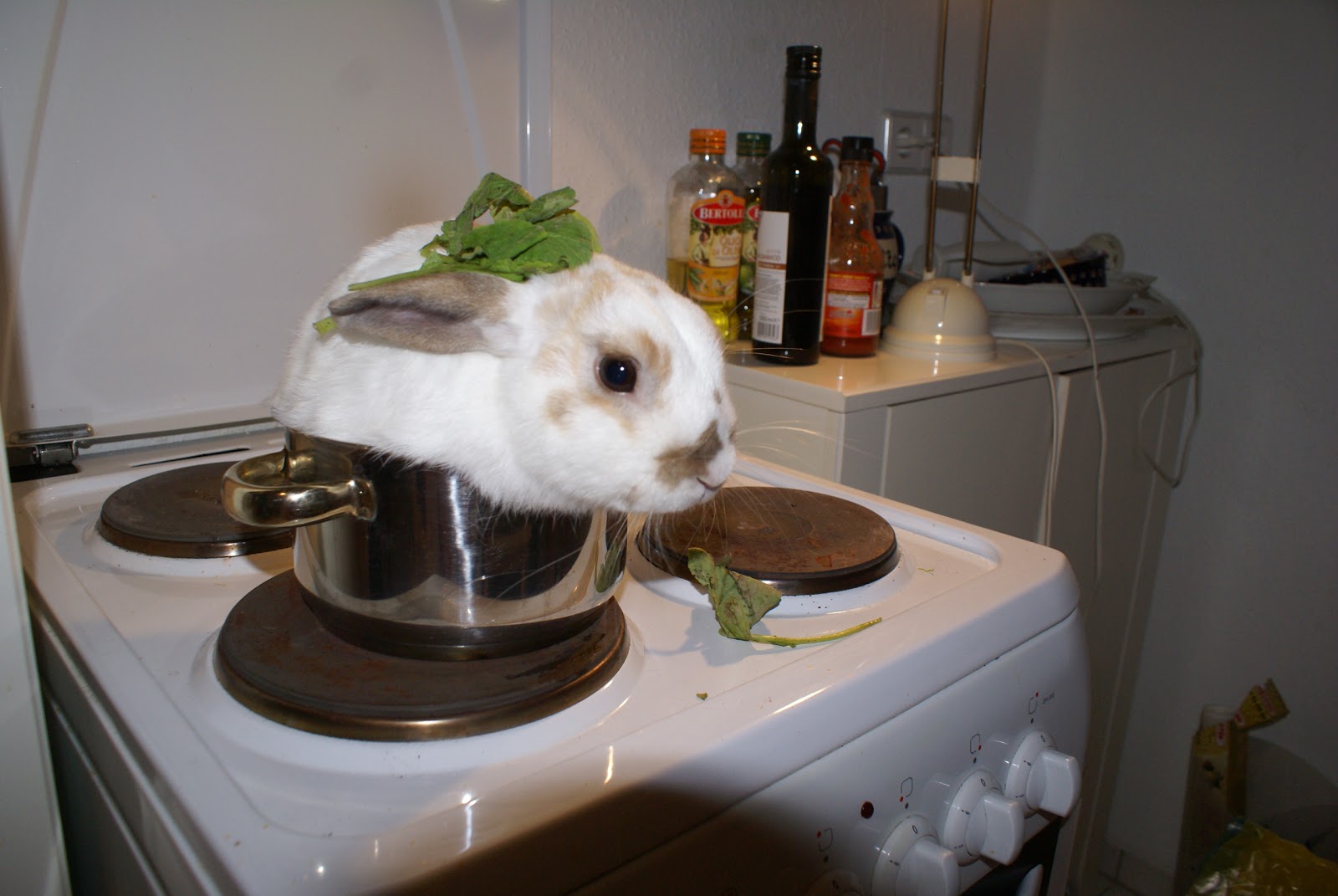 Back to Berlin...and BEYOND: Adopting a Pet in Berlin