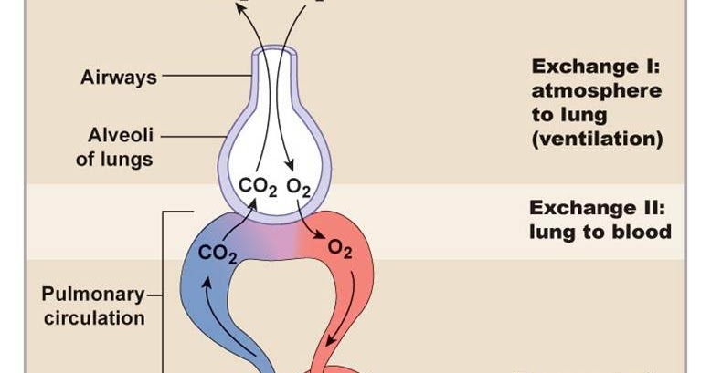 My Biomedical Notebook: Respiratory Physiology