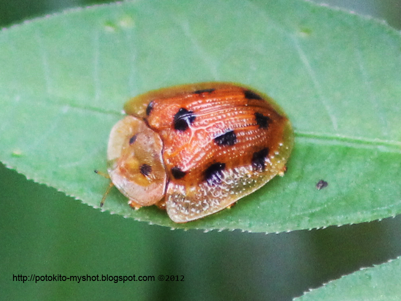 Tortoise Shell Beetle