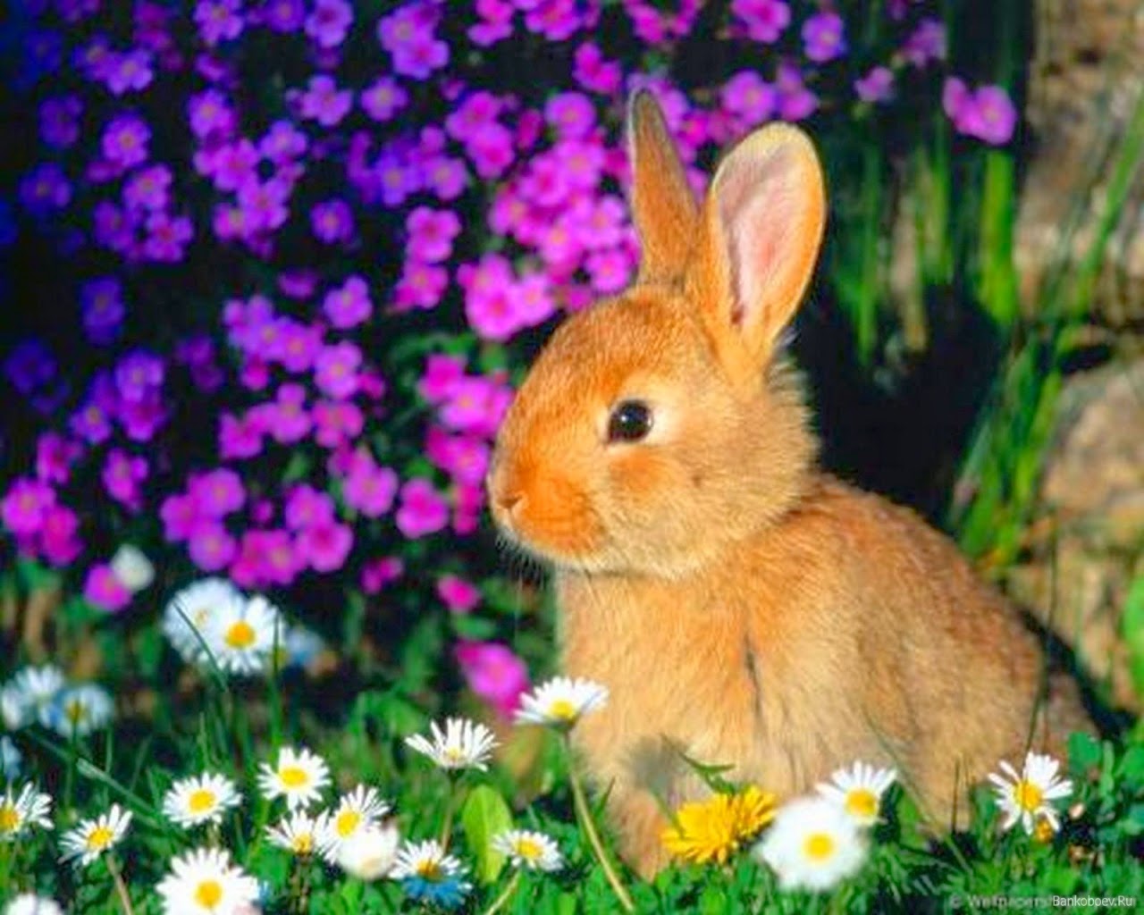 Animales mas bonitos del mundo