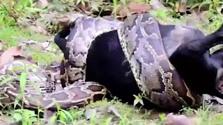 Topics videos: Caught On Camera: Python Devours Goat Whole
