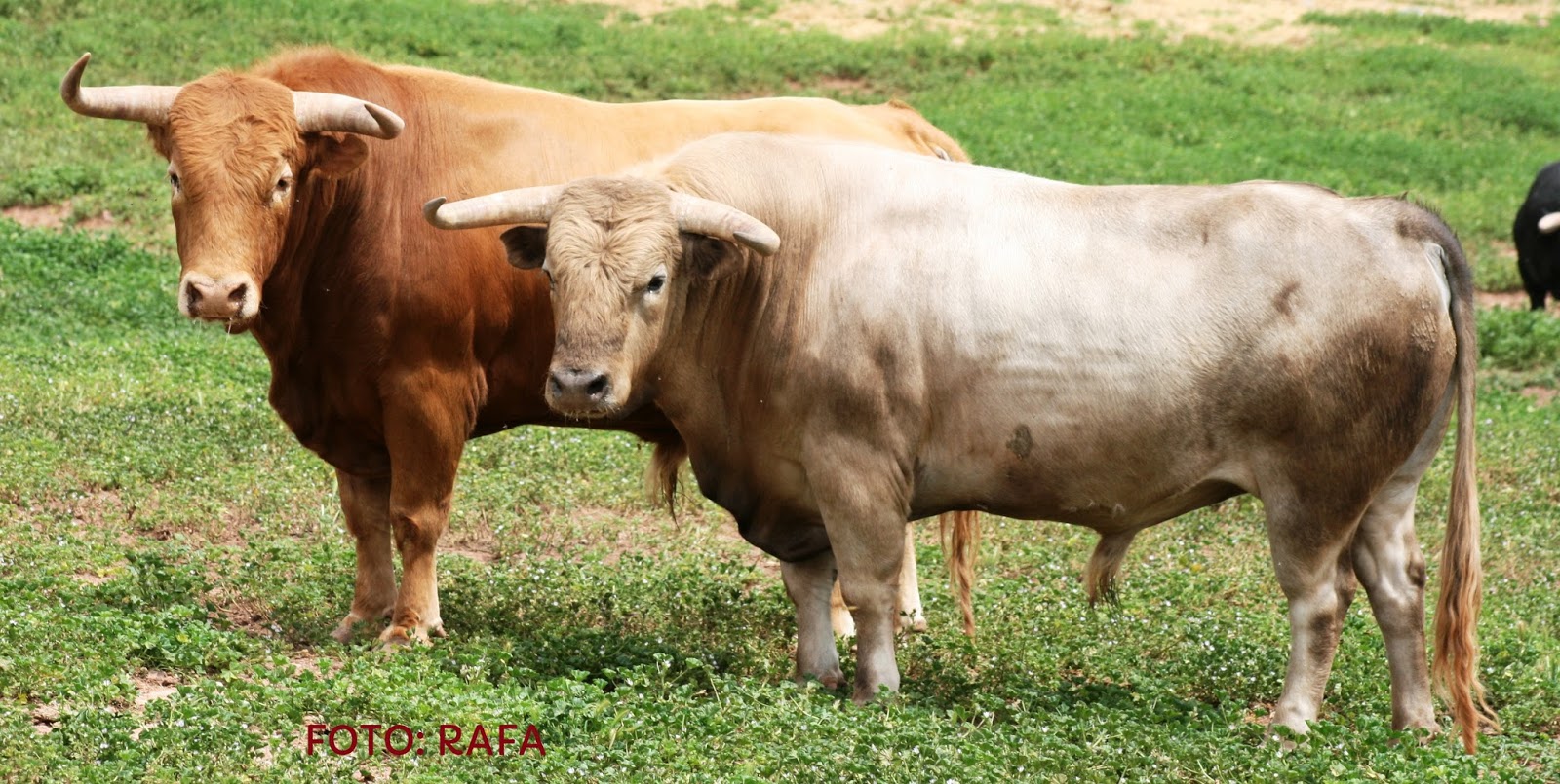 Toreo en Red Hondo: PINTAS DEL TORO DE LIDIA (4): EL TORO PERLINO