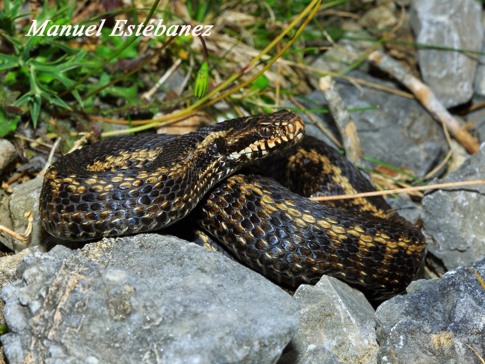 Miradas Cantábricas: Víbora de Seoane o víbora cantábrica (Vipera ...