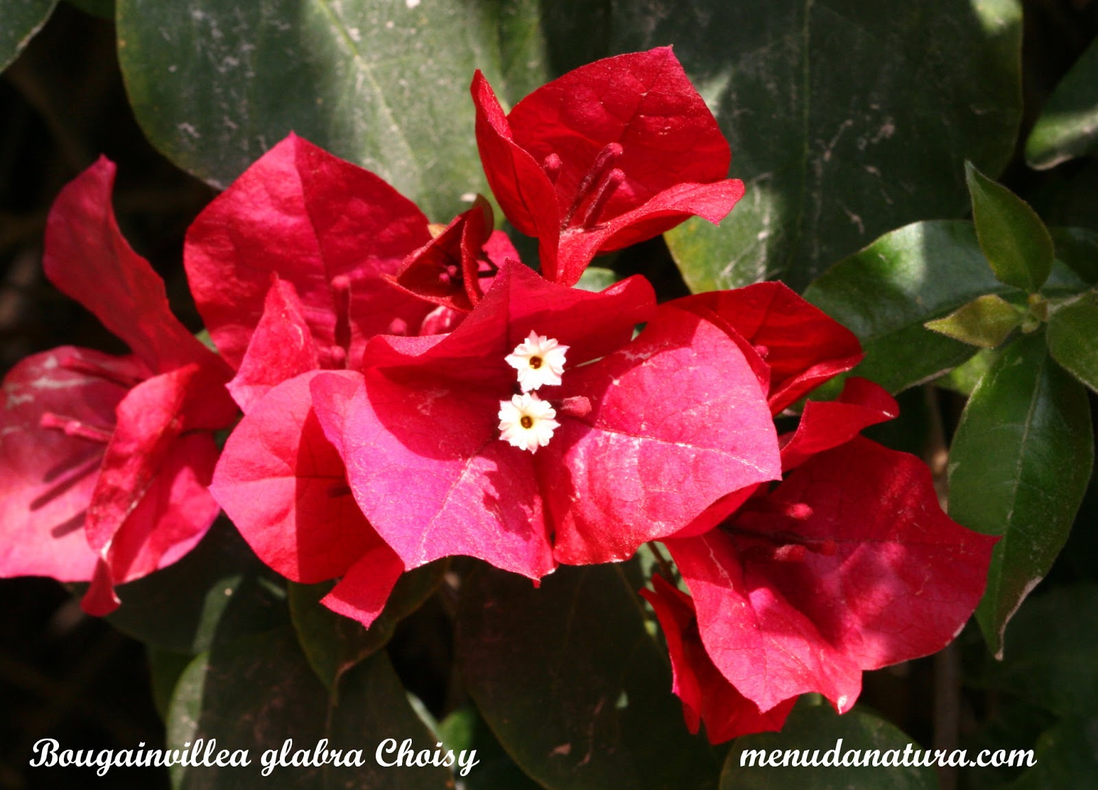 El Jardí de Menuda Natura: de gener 2013