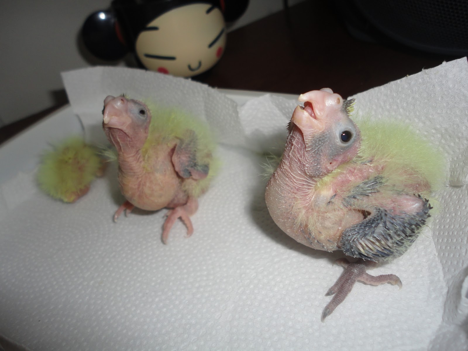 A BELEZA E A ARTE DAS CALOPSITAS: Novos Filhotes de Calopsitas(Pais ...